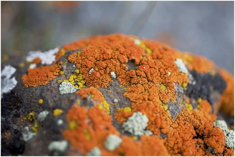 Red Algae (Rhodophyta) | Brown Algae (Phaeophyceae) | Blue-Green Algae ...