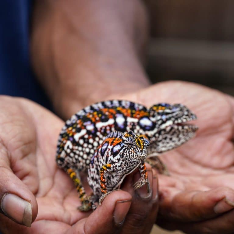 Spiritual Meaning of Lizards | Symbolism of Seeing a Lizard - Awakening ...