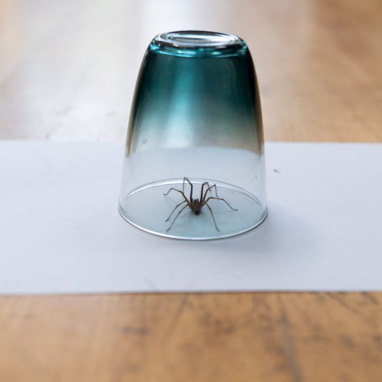The spiritual meaning of SPIDERS in the house - Awakening State