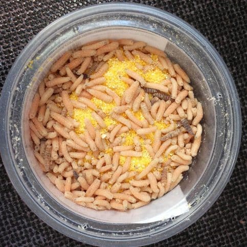 Spiritual Meaning of Maggots in House and Dreams - Awakening State