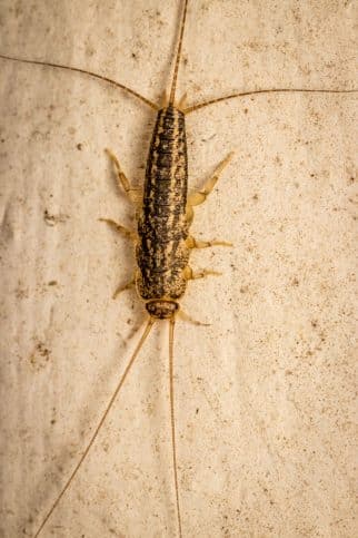 Silverfish spiritual meaning - Awakening State
