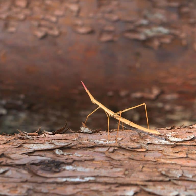 Stick Bug Spiritual Meaning - Awakening State