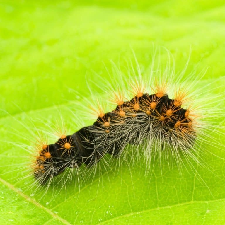 Hairy Caterpillar: Spiritual Meaning - Awakening State