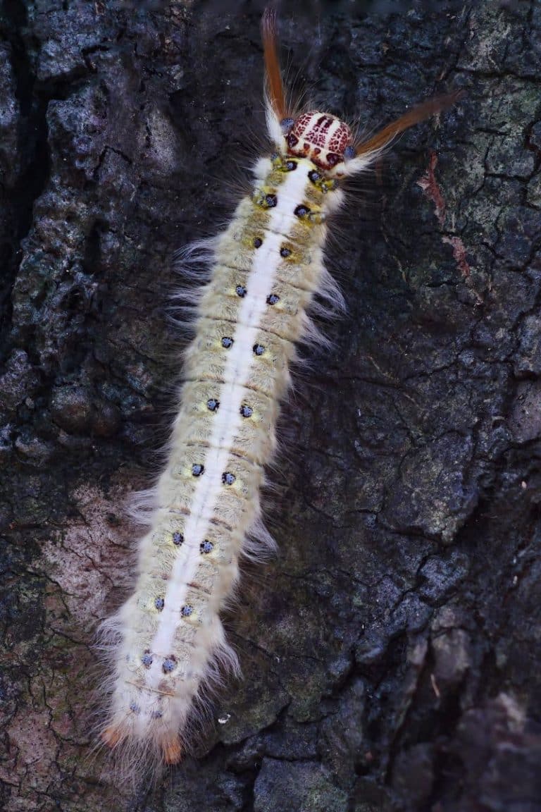 Hairy Caterpillar: Spiritual Meaning - Awakening State