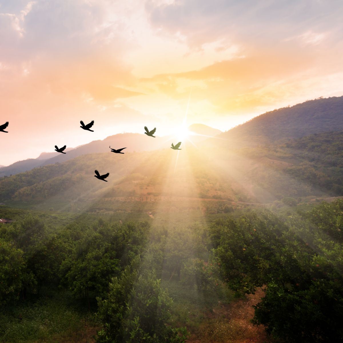 What Does It Mean When Birds Fly In A Circle what-does-it-mean-when-birds-fly-in-a-circle