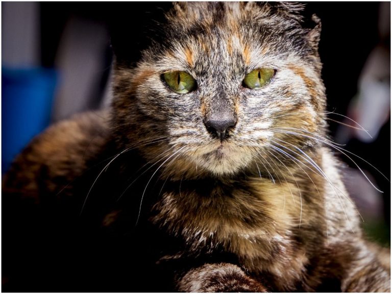 The Spiritual Meaning of Tortoiseshell Cats - Awakening State