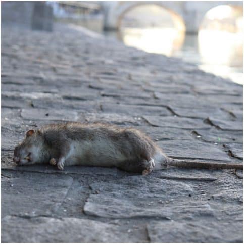 What Does it Mean When You Find a Dead Rat Outside Your Home ...