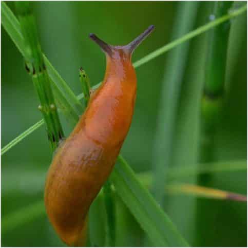 The Spiritual Meaning of Slugs in the House - Awakening State