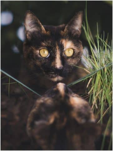The Spiritual Meaning of Tortoiseshell Cats - Awakening State