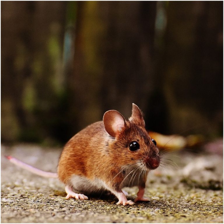 The Spiritual Meaning of a Mouse Crossing Your Path - Awakening State