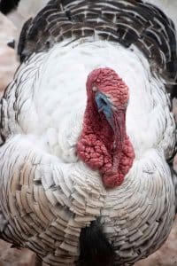 The Spiritual Meaning of Seeing a Turkey Cross Your Path - Awakening State