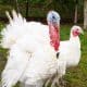 The Spiritual Meaning of Seeing a Turkey Cross Your Path - Awakening State