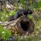 Black Squirrel: Symbolism & Spiritual Meaning - Awakening State