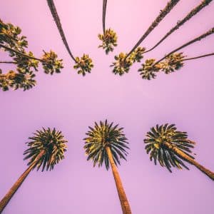 Palm Tree: Symbolism & Spiritual Meaning - Awakening State