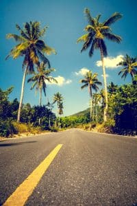 Palm Tree: Symbolism & Spiritual Meaning - Awakening State