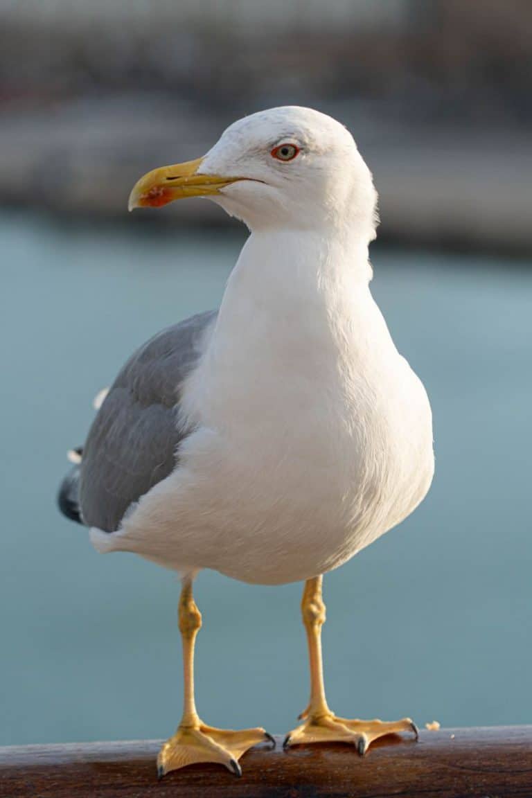 Seagull: Spiritual Meaning + Seagull Feather Meaning - Awakening State