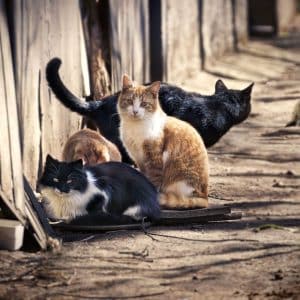 When a Stray Cat Chooses You: spiritual meaning - Awakening State