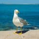Seagull: Spiritual Meaning + Seagull Feather Meaning - Awakening State
