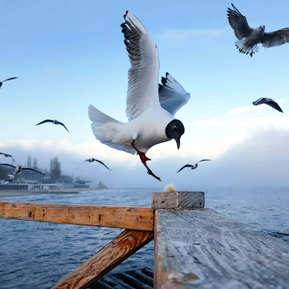 Seagull Spiritual Meaning Seagull Feather Meaning Awakening State