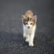 When a Stray Cat Chooses You: spiritual meaning - Awakening State