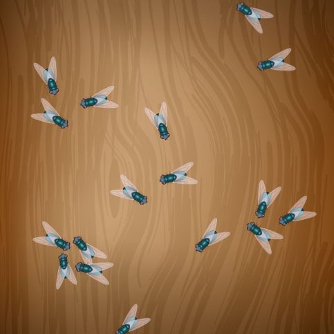 Spiritual Meaning of a Fly Landing on You - Awakening State