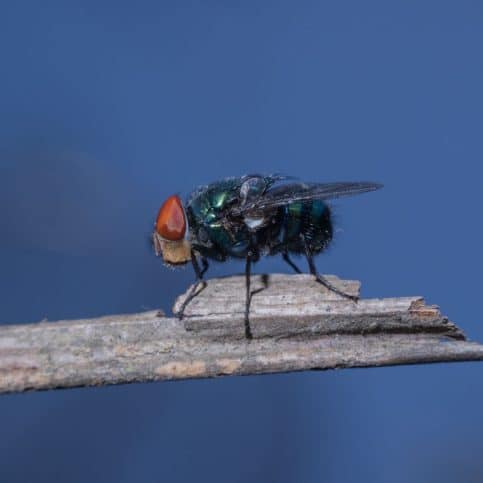 Spiritual Meaning of a Fly Landing on You - Awakening State