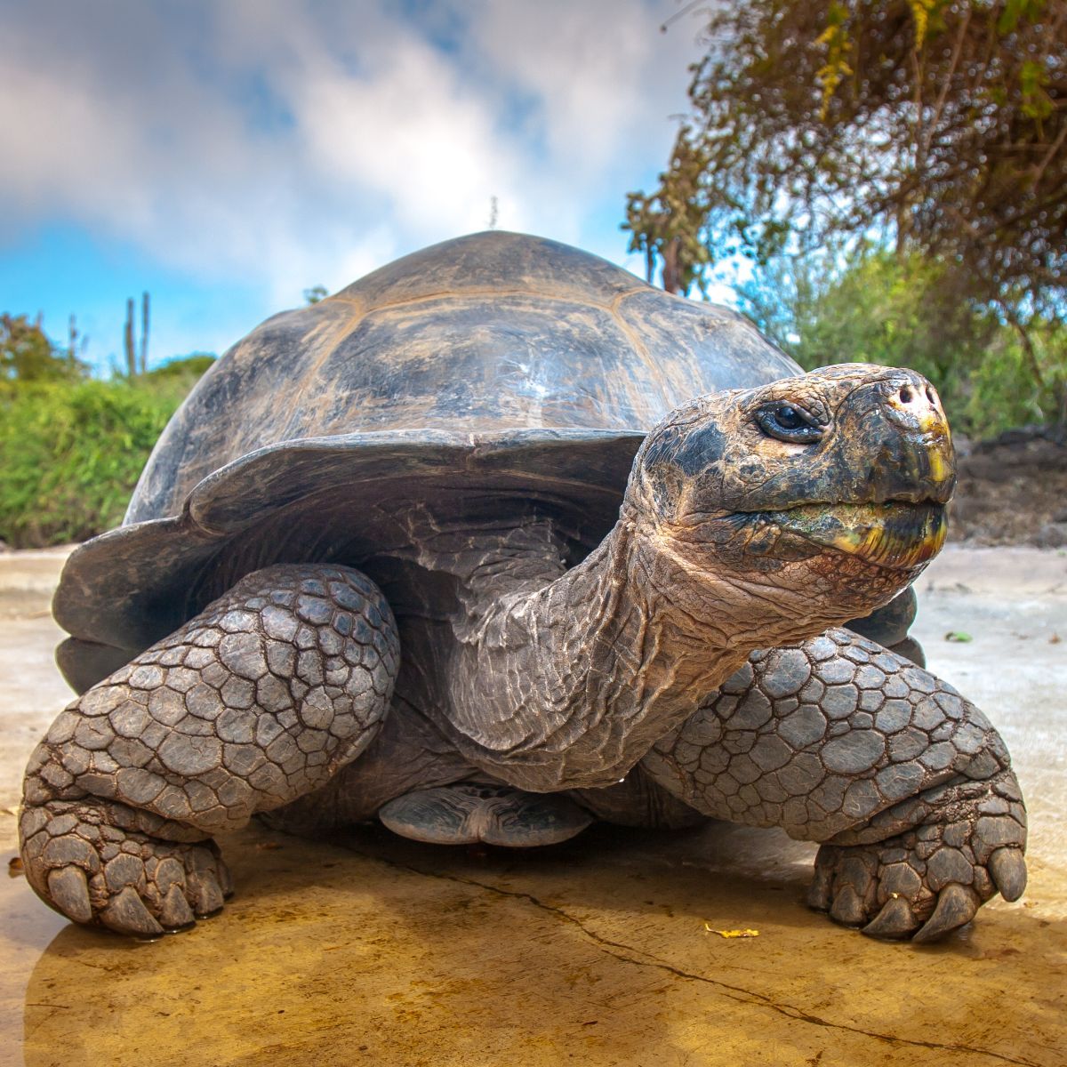 Spiritual Meaning Of Seeing A Turtle Awakening State