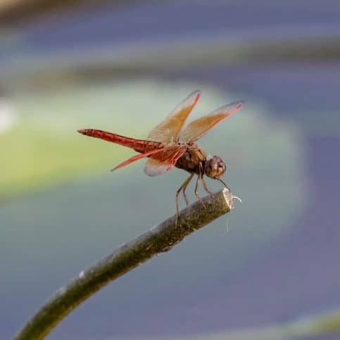 Red Dragonfly Spiritual Meaning - Awakening State