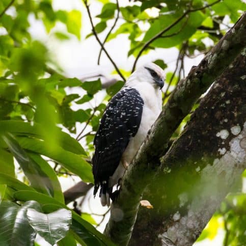 White Hawk: spiritual meaning - Awakening State