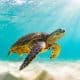 Spiritual Meaning Of Seeing A Turtle - Awakening State