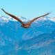 Spiritual meaning of a HAWK flying over you - Awakening State