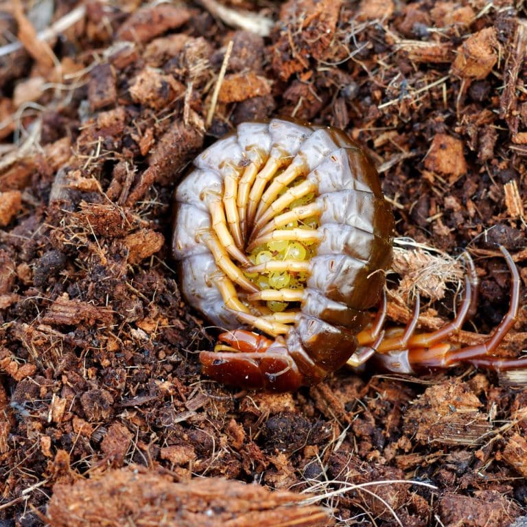 Centipede Spiritual Meaning - Awakening State
