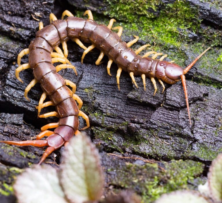 Centipede Spiritual Meaning - Awakening State