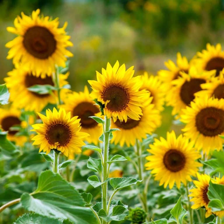 20 Flowers That Represent Healing - Awakening State