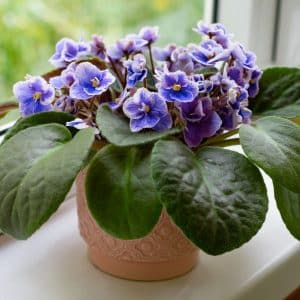 20 Flowers That Represent Healing - Awakening State