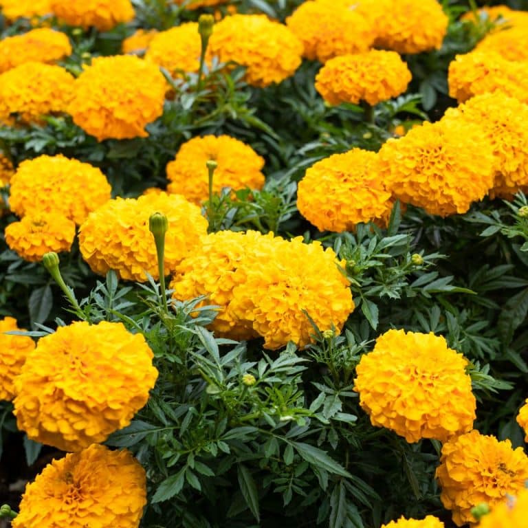 20 Flowers That Represent Healing - Awakening State