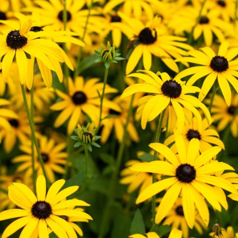 20 Flowers That Represent Healing - Awakening State