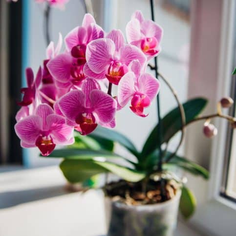 20 Flowers That Represent Healing - Awakening State