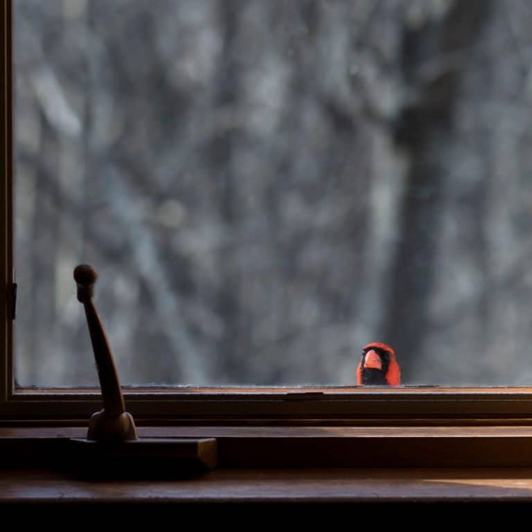 The Spiritual Meaning of a Cardinal Tapping on the Window - Awakening State