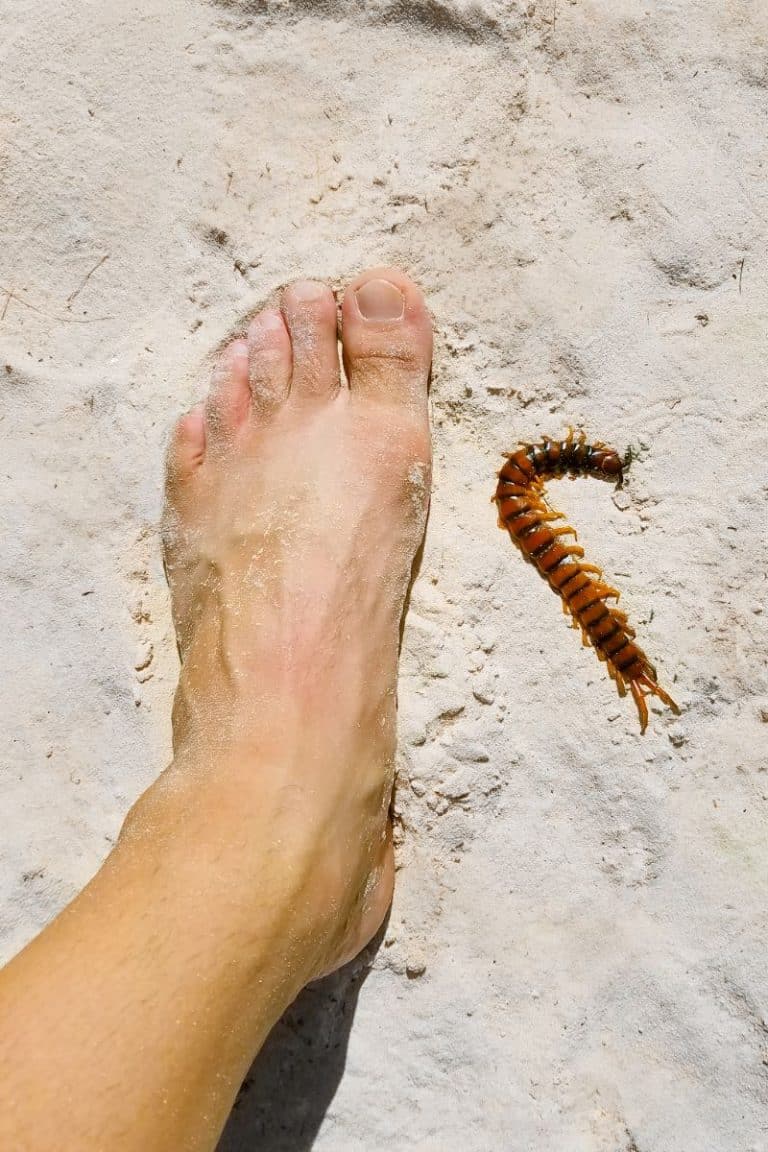 Centipede: spiritual meaning - Awakening State