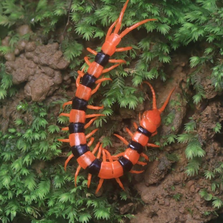 Centipede: spiritual meaning - Awakening State