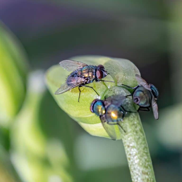Fly Won't Leave Me Alone: Spiritual Meaning - Awakening State