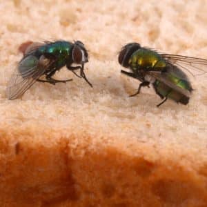 Fly Won't Leave Me Alone: Spiritual Meaning - Awakening State