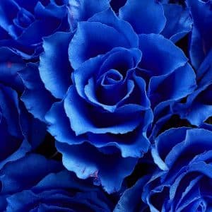 What is the Spiritual Meaning of a Blue Rose? - Awakening State