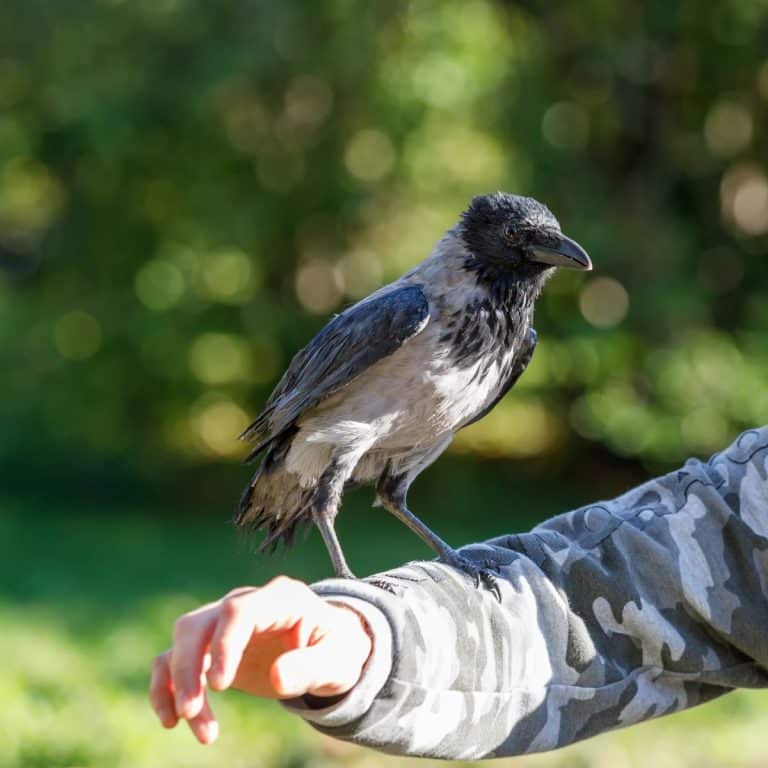 Single Black Crow: meaning - Awakening State