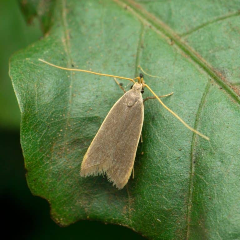 Spiritual Meaning Of A Moth Landing On You Awakening State spiritual-meaning-of-a-moth-landing-on-you-awakening-state