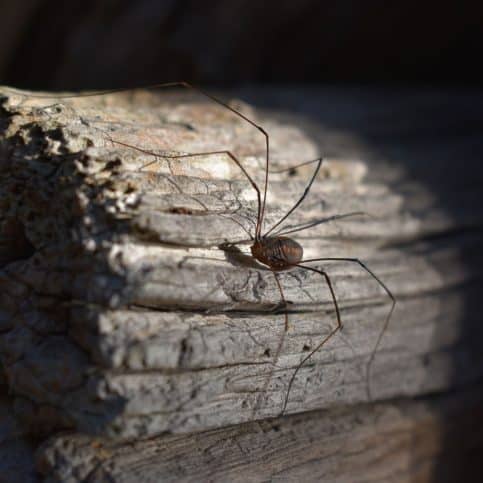 12 Daddy Long Legs Spiritual Meanings And Symbolism – ROGHB