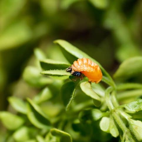 Orange Ladybug: Spiritual Meaning - Awakening State