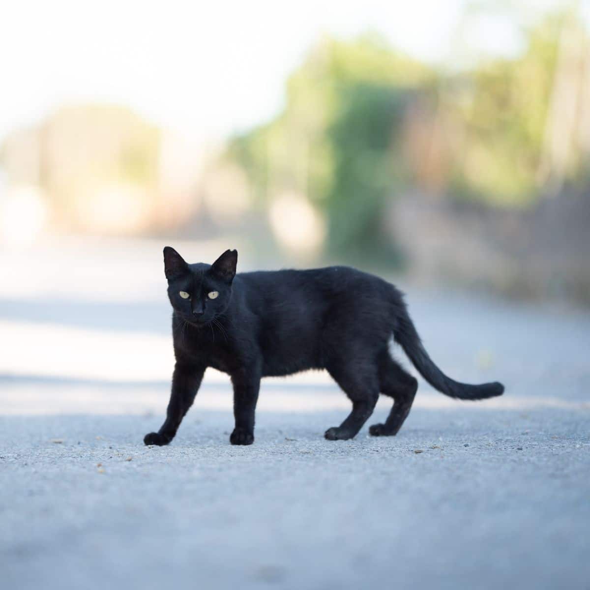 Black Cat Coming To Your House: spiritual meaning - Awakening State