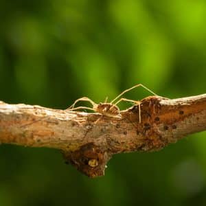 Daddy Long Legs: Spiritual Meaning - Awakening State
